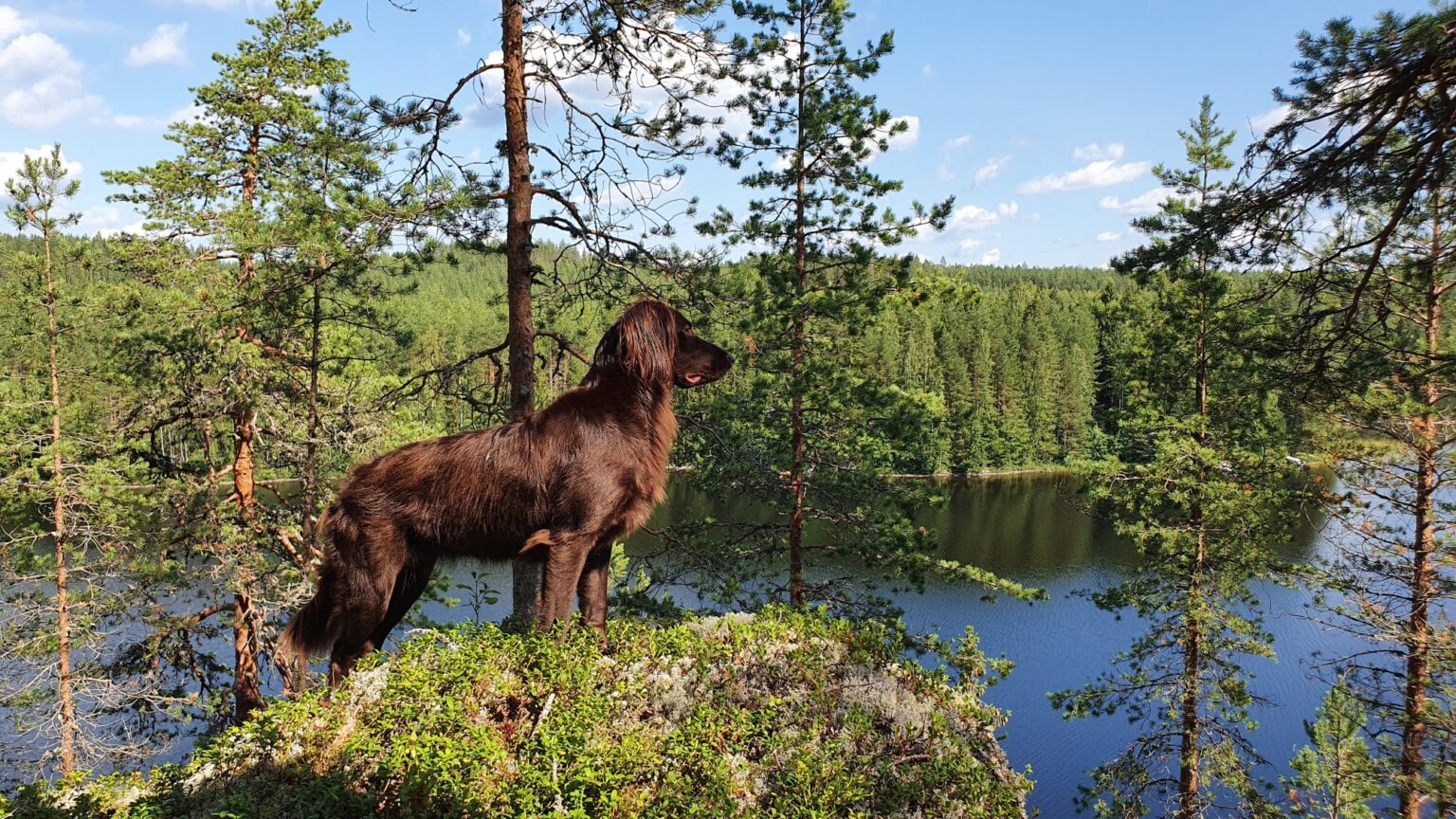 Maailman Voittaja 2025 – valokuvia - Suomen Pitkäkarvakerho ry